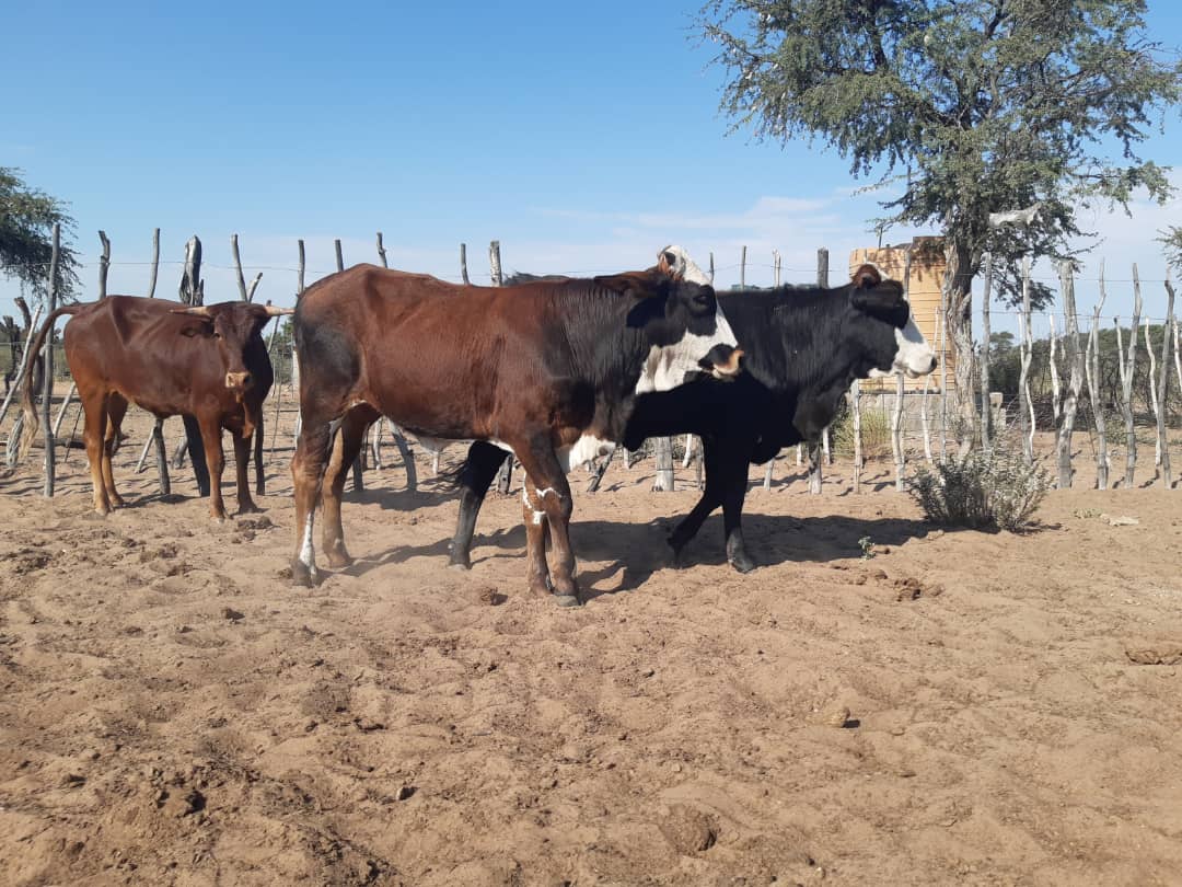 Mpatlise | Public Cattle Market