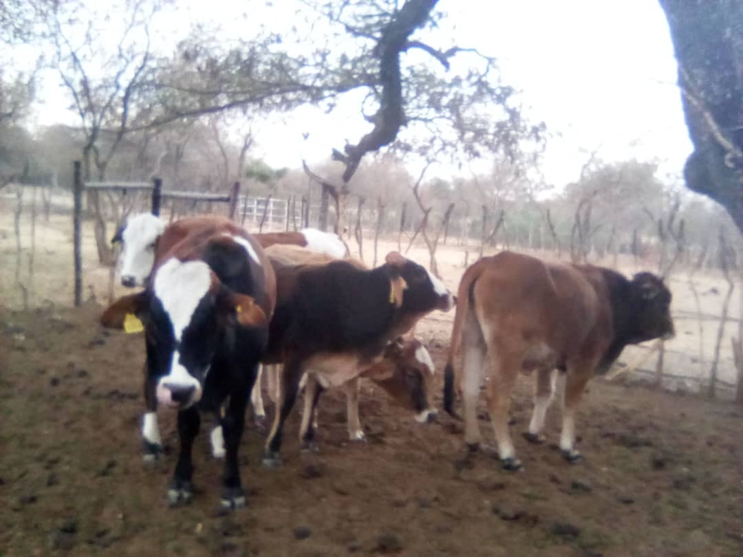 Mpatlise | Public Cattle Market