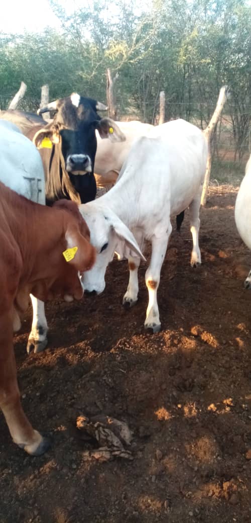 Mpatlise | Cattle e-Market