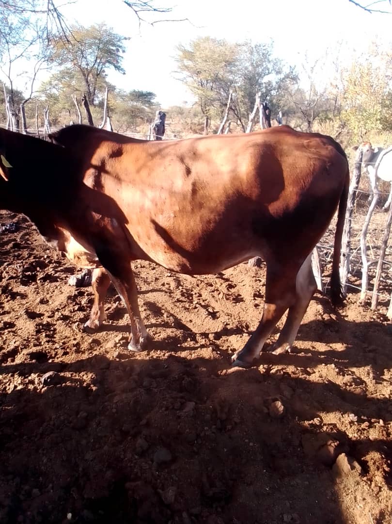 Mpatlise | Cattle eMarket