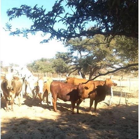 Mpatlise | Public Cattle Market